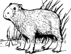 Capivara para Colorir e Imprimir